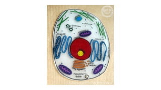 performance task 2 plant and animal cell.pptx