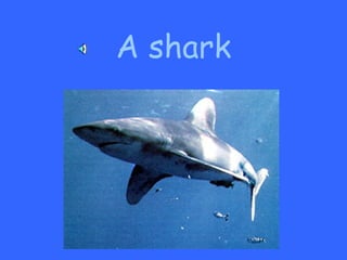 Performance sea animals | PPT | Zoos & Aquariums | Attractions