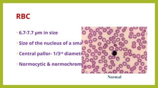 PERFORM, IDENTIFY AND DESCRIBE THE PERIPHERAL BLOOD.pptx