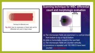 PERFORM, IDENTIFY AND DESCRIBE THE PERIPHERAL BLOOD.pptx