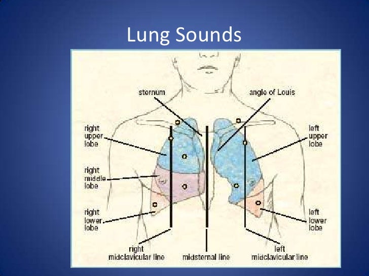 Lung Sounds Descriptions Rosh Review | Nursing School Survival, Icu