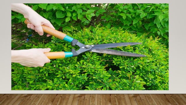 Perform Pruning Following Safety Procedures According to OSHS.pptx ...
