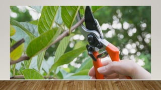 Perform Pruning Following Safety Procedures According to OSHS.pptx