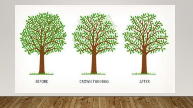 Perform Pruning Following Safety Procedures According to OSHS.pptx ...