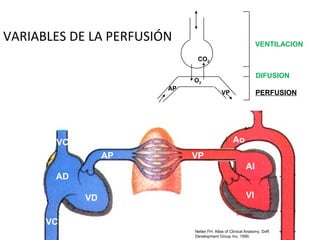Perfusion Tisular