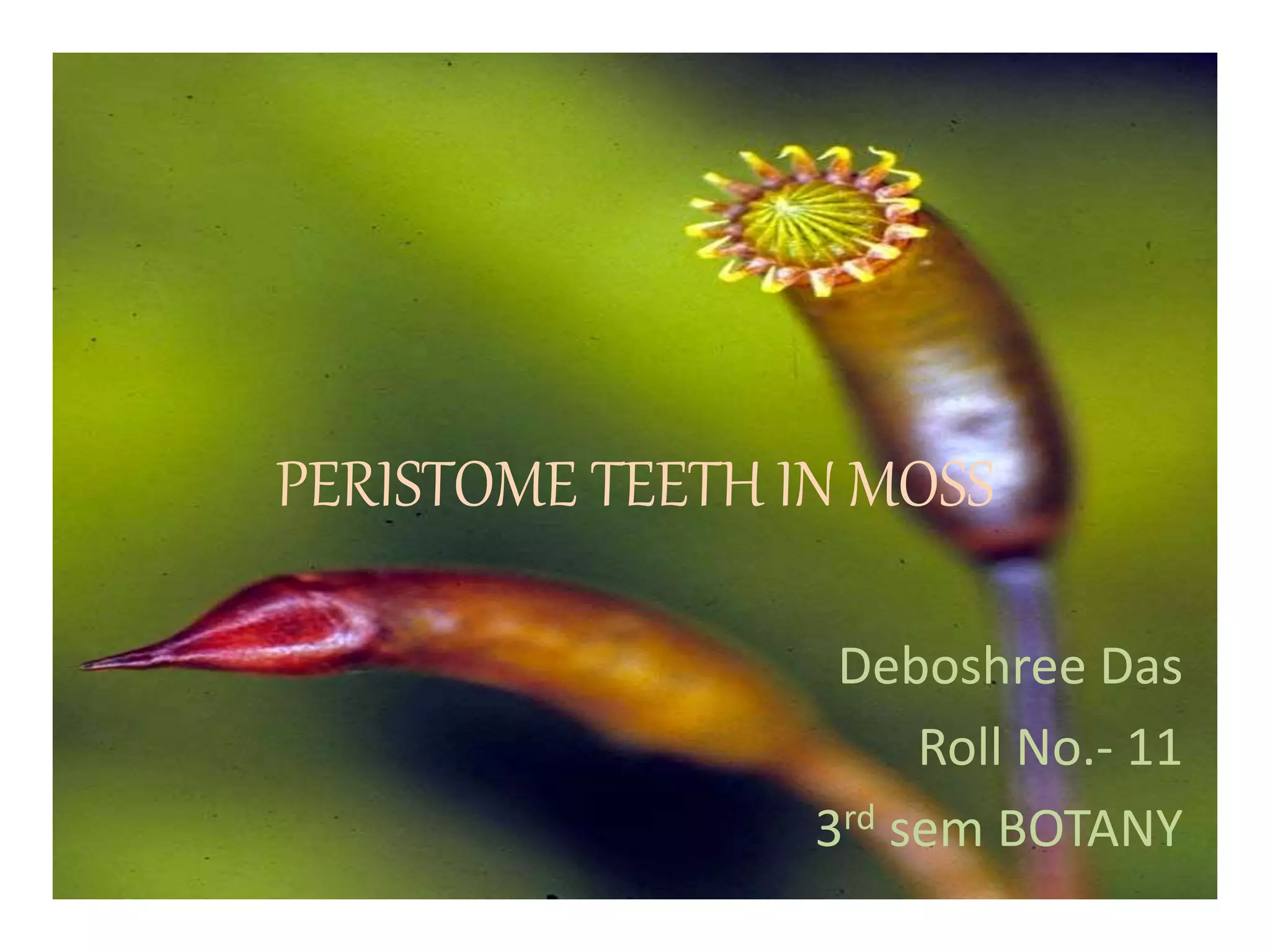 Peristome teeth in moss | PPTX