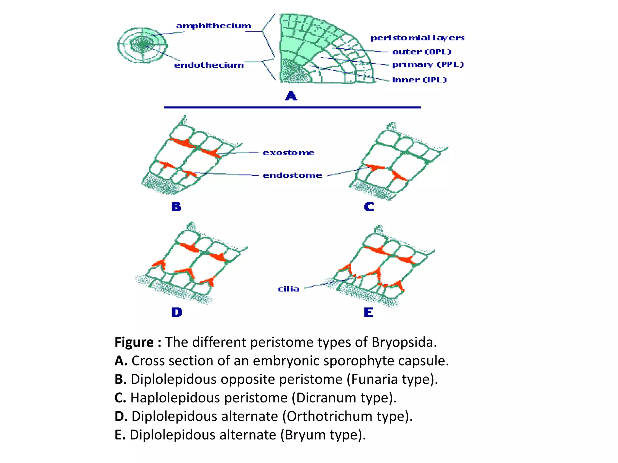 Peristome teeth in moss | PPTX