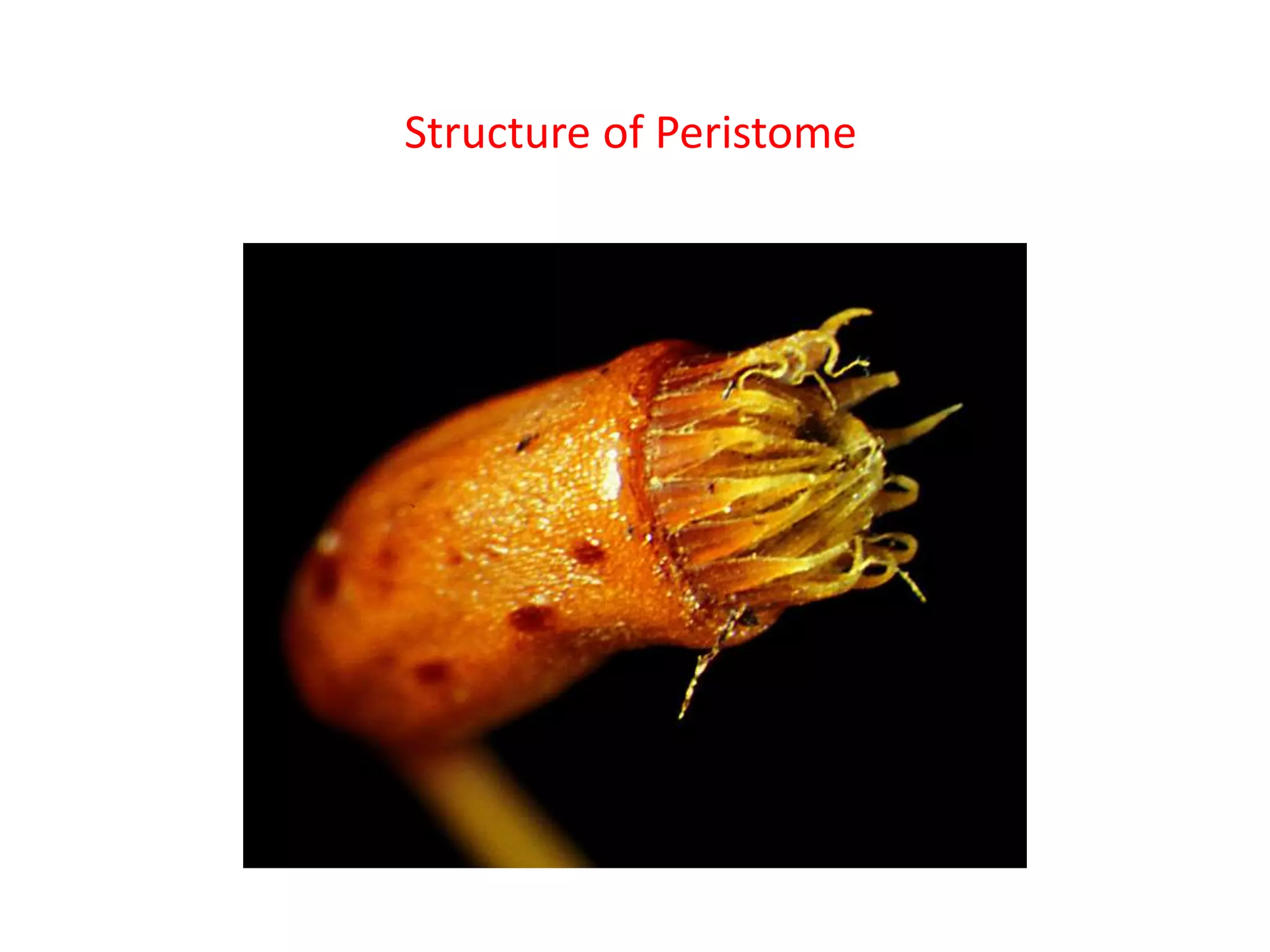Peristome teeth in moss | PPTX