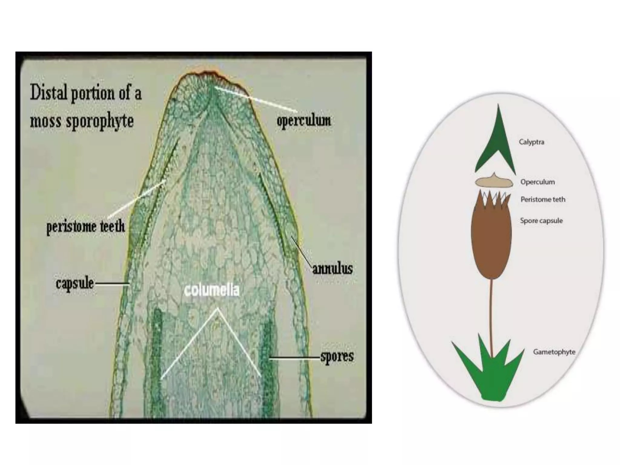 Peristome teeth in moss | PPTX