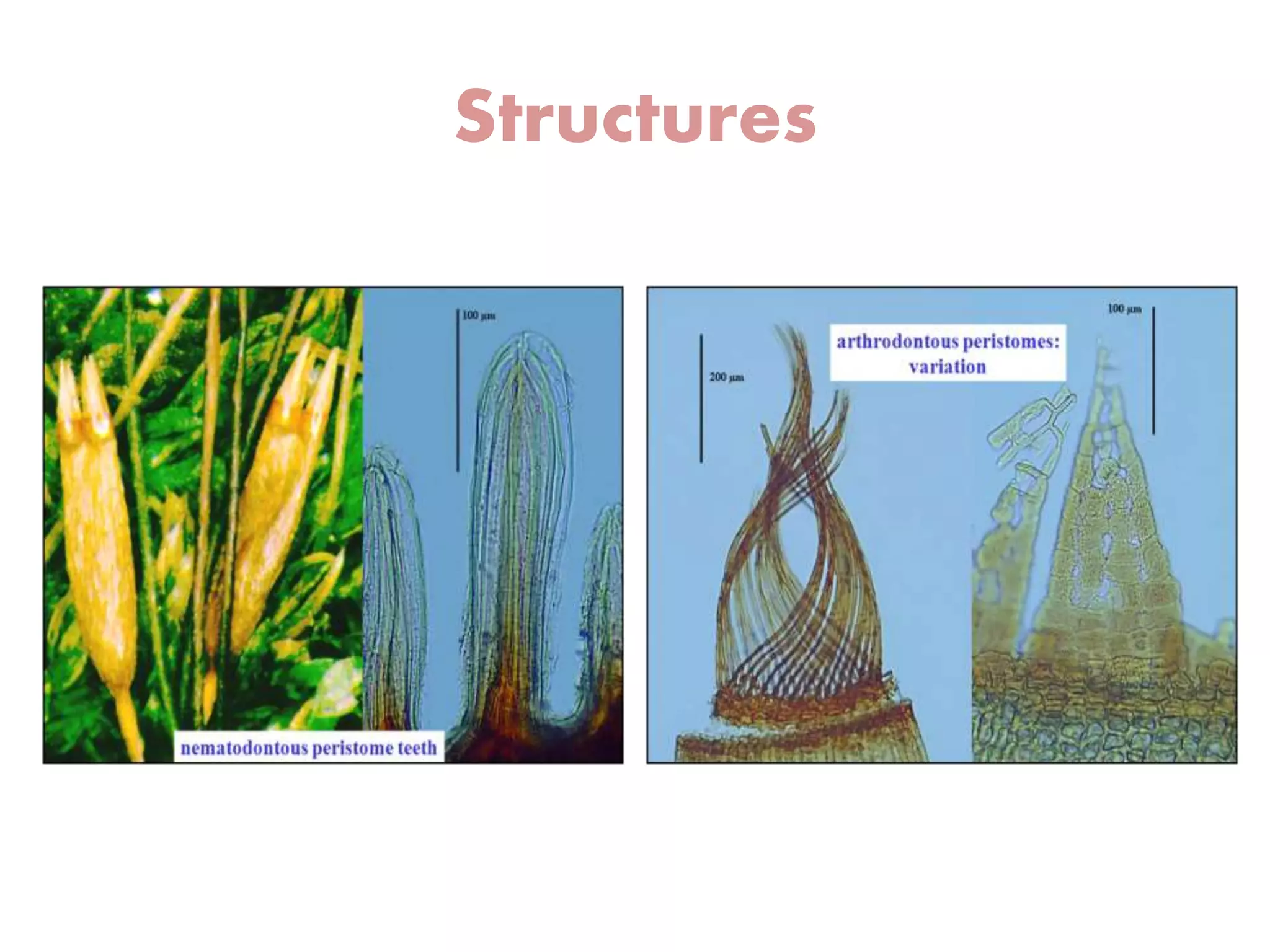 Peristome teeth in moss | PPTX