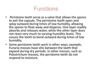Peristome teeth in moss | PPTX