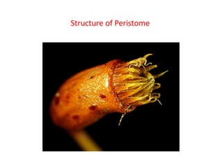 Peristome teeth in moss | PPTX