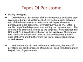 Peristome teeth in moss | PPTX