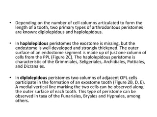 Peristome teeth in moss | PPTX