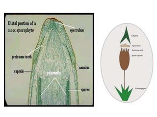Peristome teeth in moss | PPT