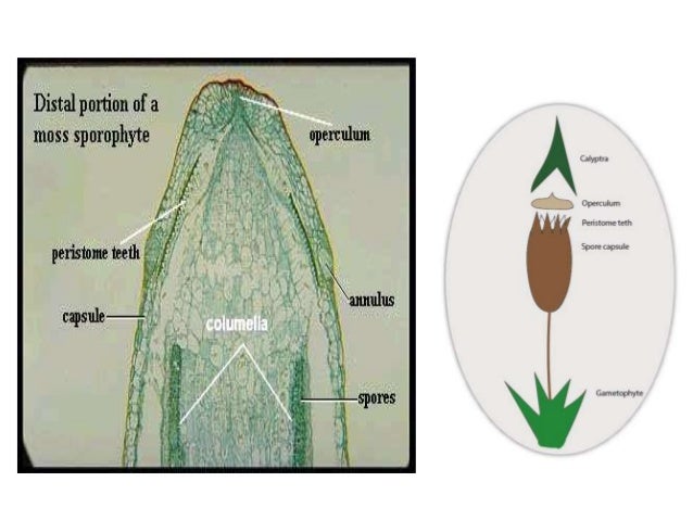Peristome teeth in moss