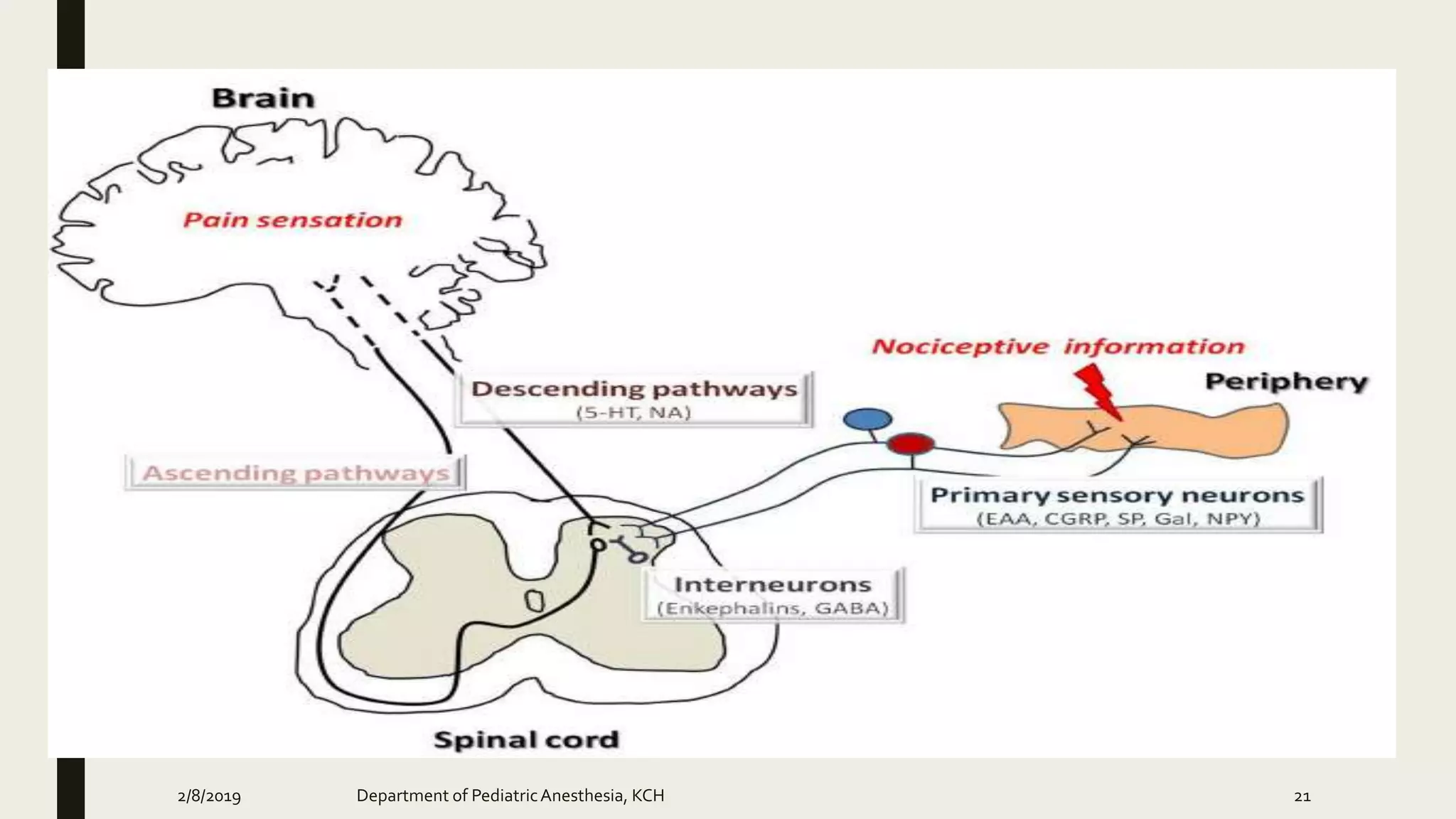 Peri operative pain management | PPTX