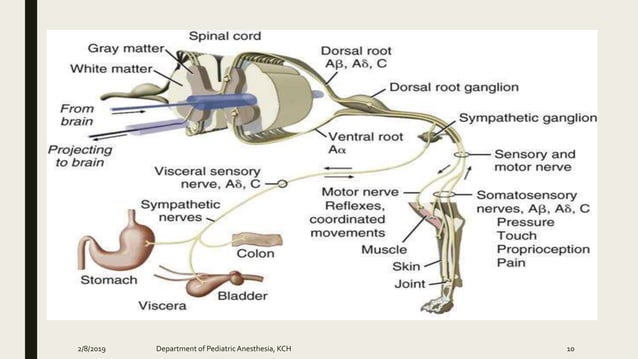 Peri operative pain management | PPTX | Brain and Nervous System ...