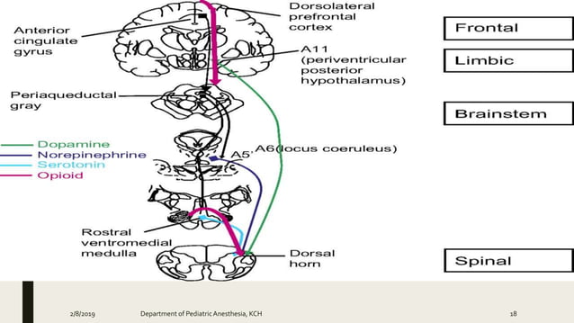 Peri operative pain management | PPTX | Brain and Nervous System ...