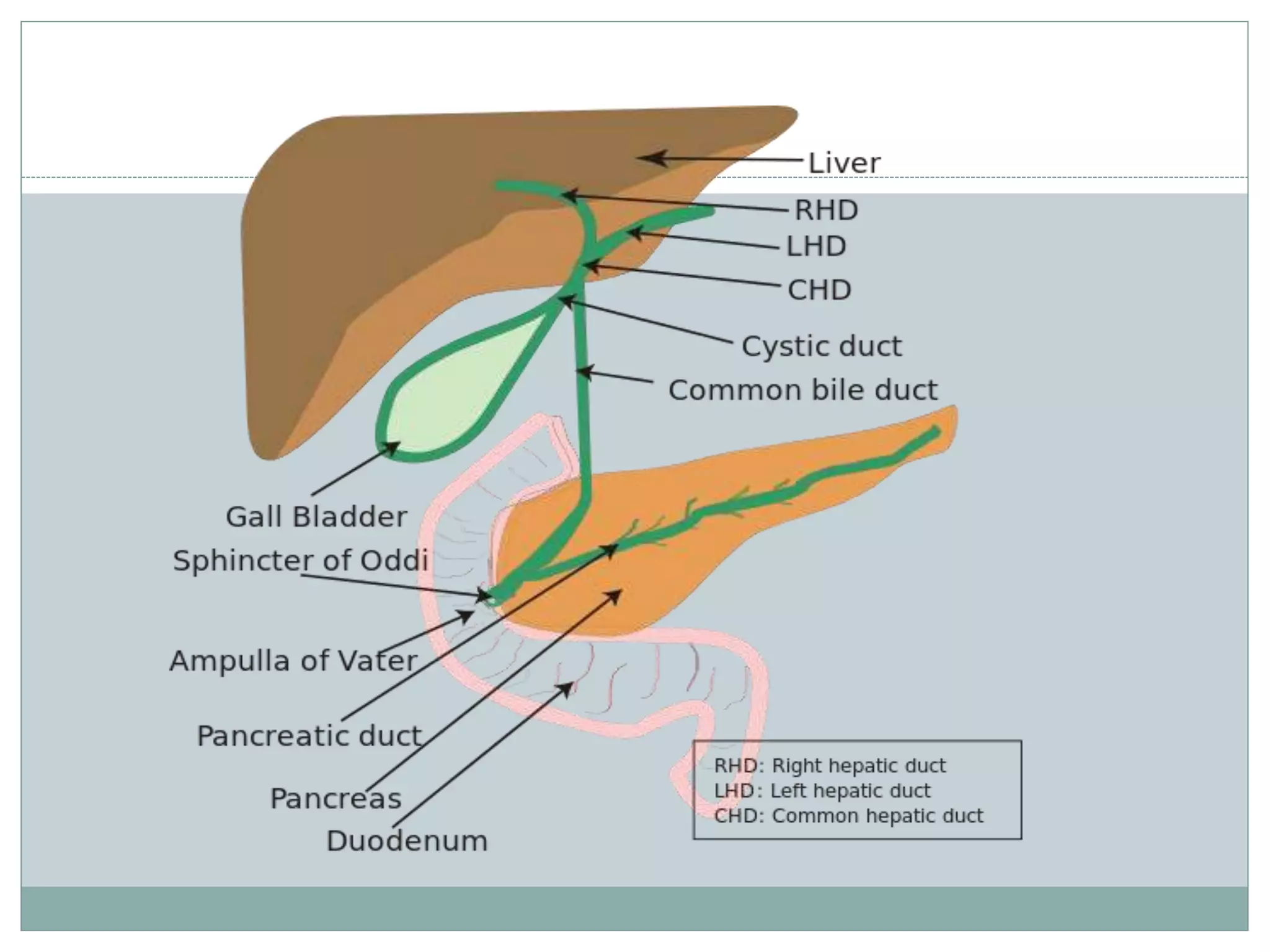 PERIAMPULLARY CARCINOMA.pptx