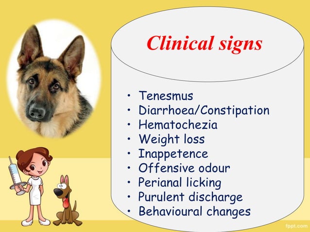 Perianal fistula | PPT