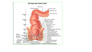 Perianal surgical conditions.pptx Taeniae coli spread out at ...