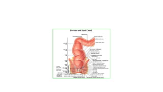 Perianal surgical conditions.pptx Taeniae coli spread out at ...