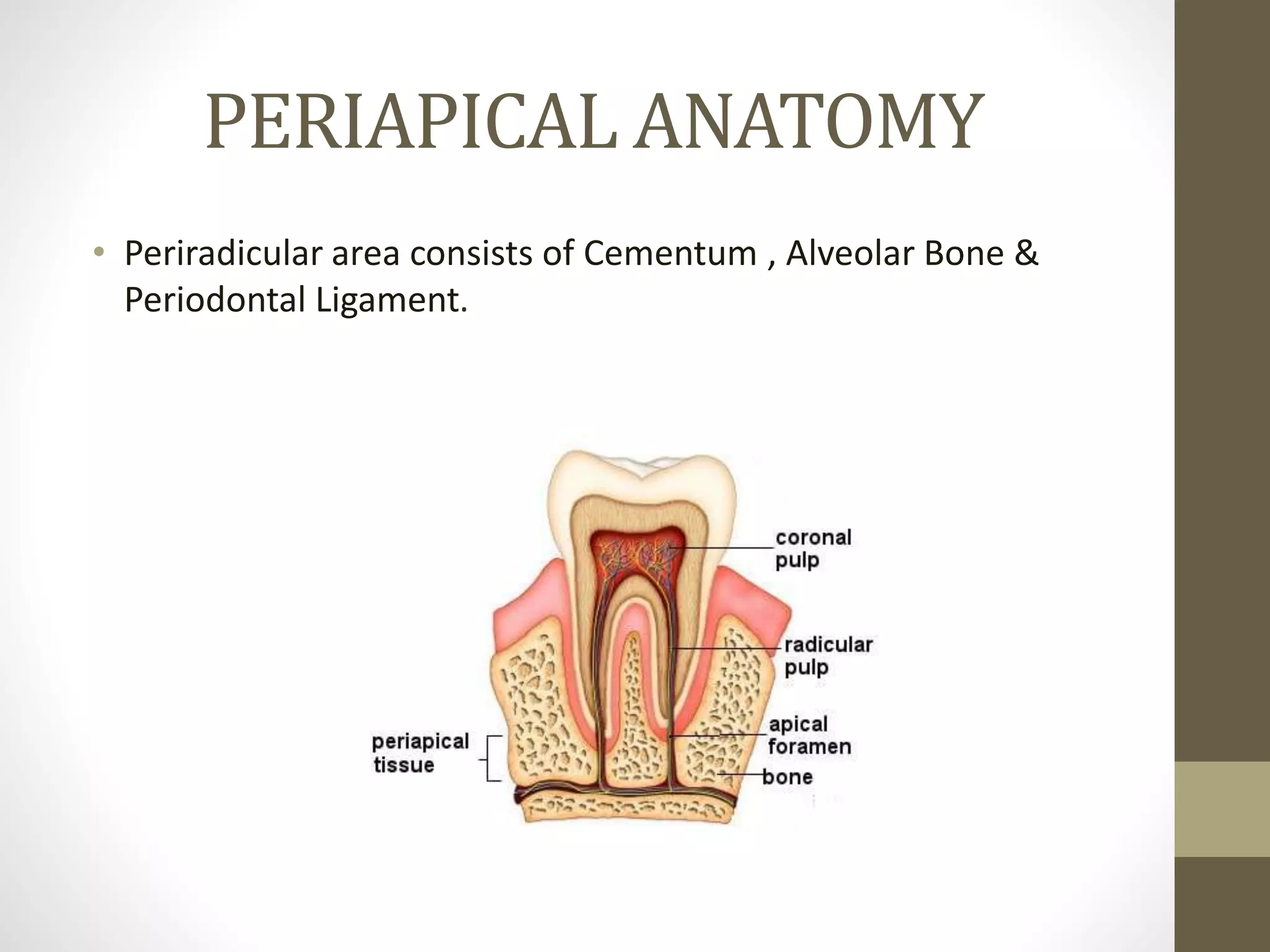 Periapical Abscess.pptx