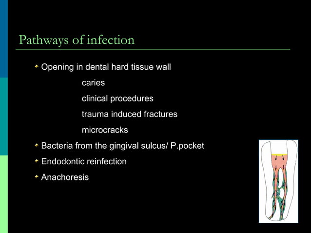 Periapical pathology 22 (1) | PPT | Dental Health | Diseases and Conditions