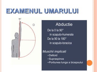 Periartrita scapulo humerala | PPT