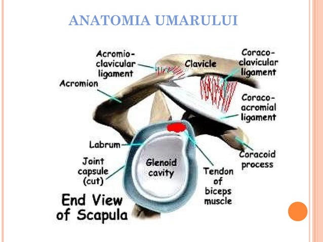 Periartrita scapulo humerala | PPT