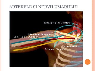 Periartrita scapulo humerala | PPT