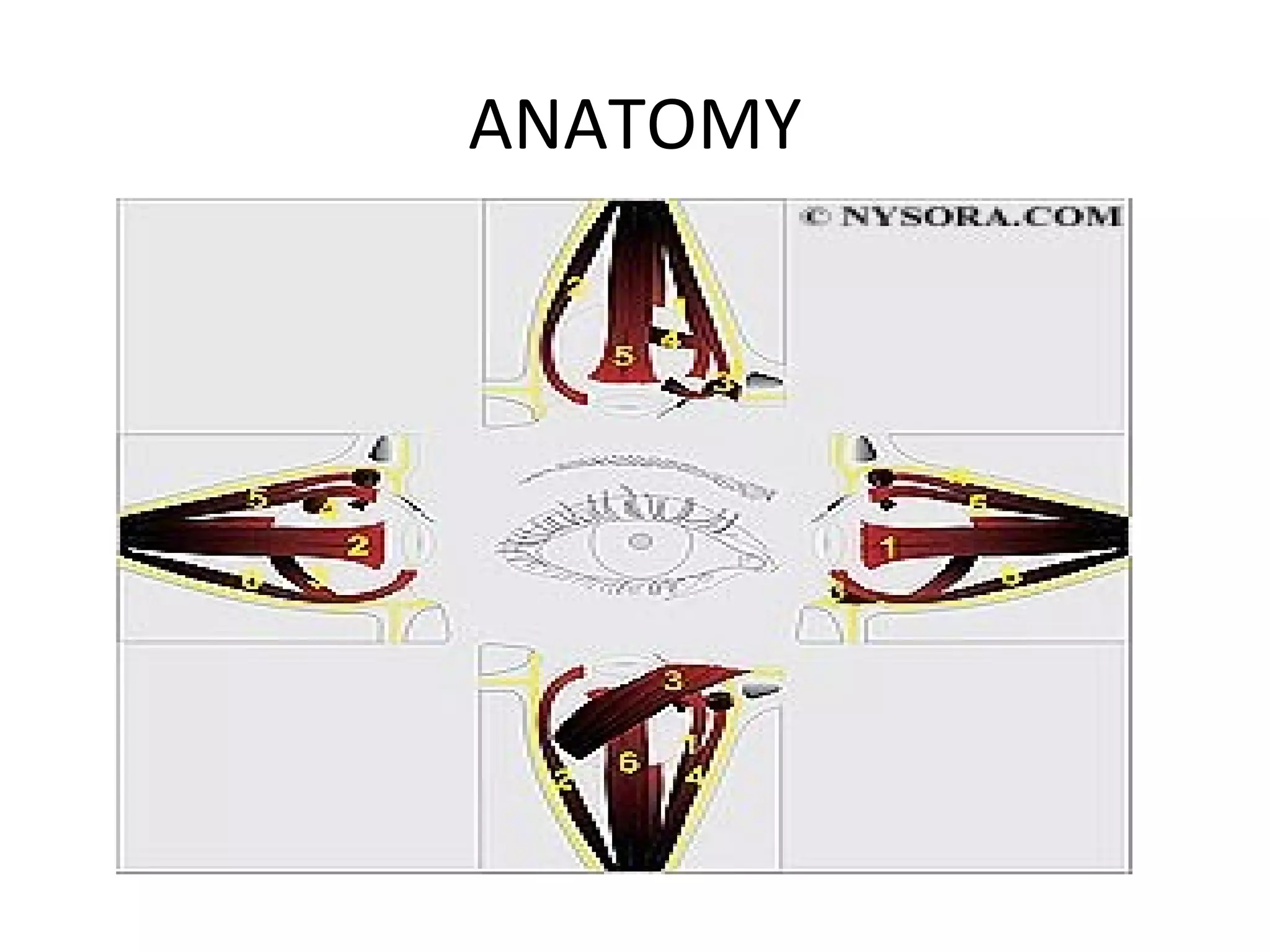 Peribulbar anaesthesia in eye surgery (4) | PPT