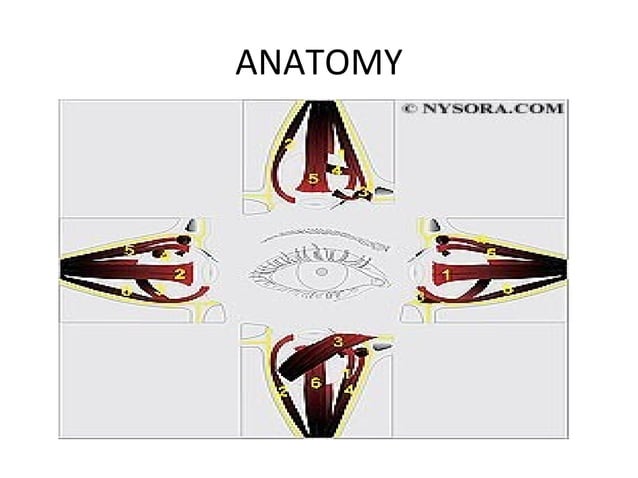 Peribulbar anaesthesia in eye surgery (4) | PPT | Eye and Vision ...