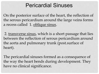 pericaduim anatomy pre - clinical (MBBS) | PPTX