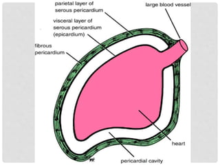 pericaduim anatomy pre - clinical (MBBS) | PPTX