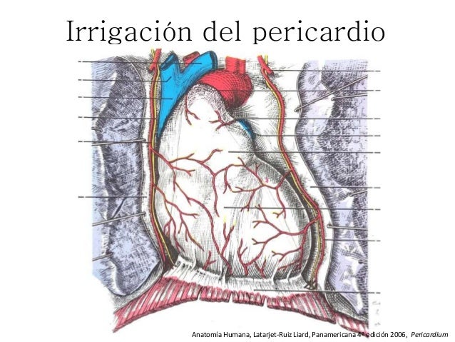 Pericardio Fisiología