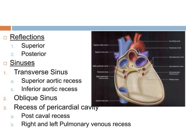 Imaging of Pericardial effusion | PPTX | Heart and Cardiovascular ...