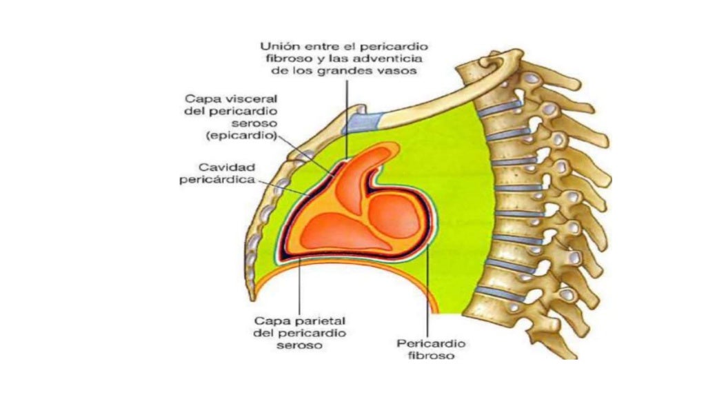 Pericardio