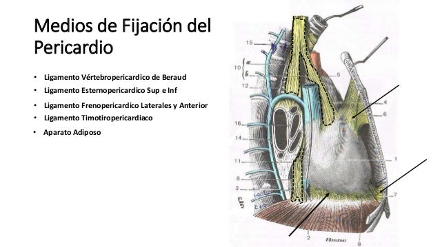 Anatomía del Pericardio