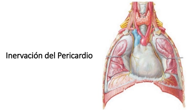 Anatomía del Pericardio