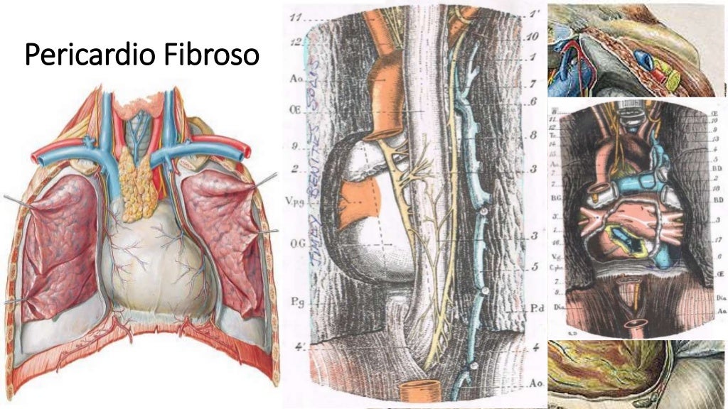 Anatomía del Pericardio
