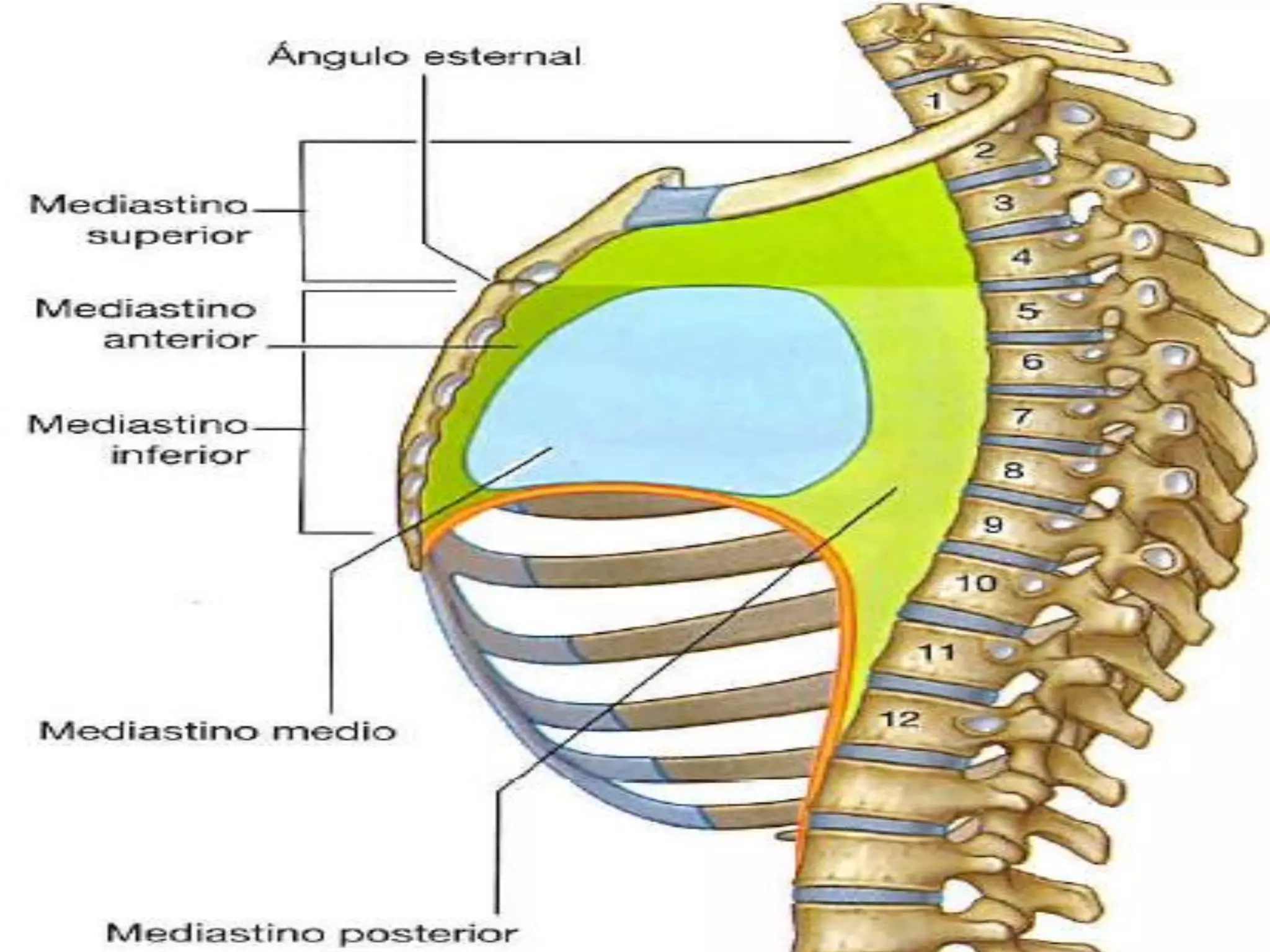 PERICARDITIS / ANATOMIA DE PERICARDIO | PDF