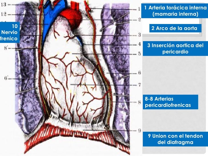 PERICARDITIS / ANATOMIA DE PERICARDIO