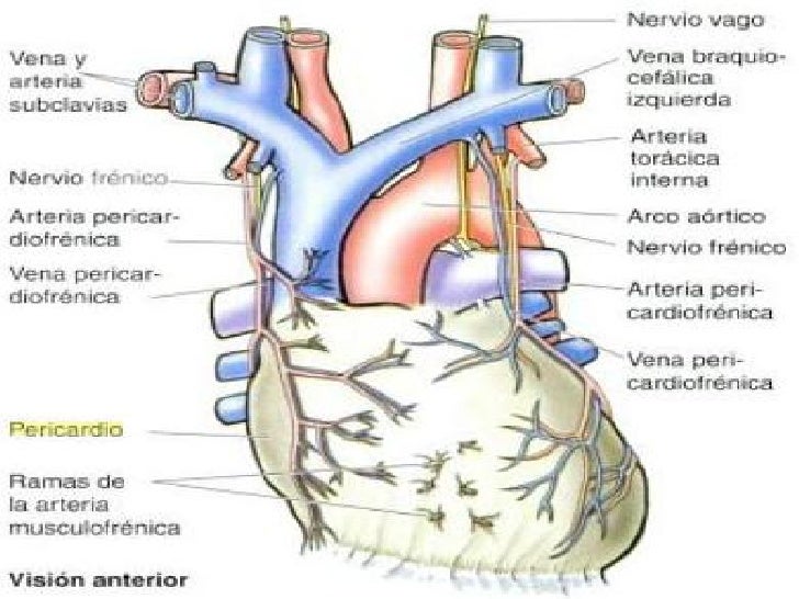 PERICARDITIS / ANATOMIA DE PERICARDIO