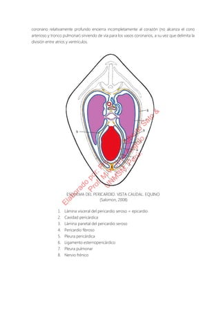 Pericardio y corazón | PDF
