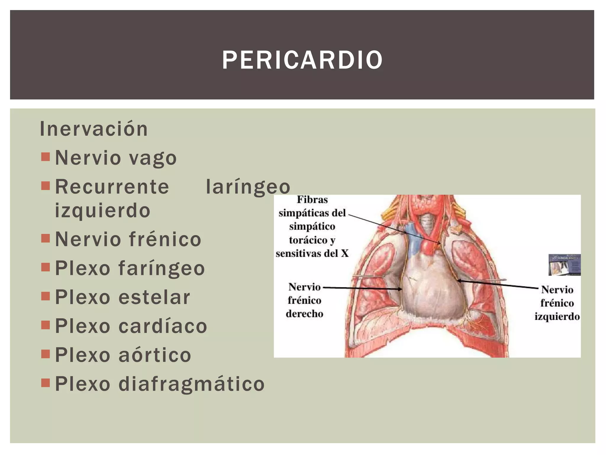 Pericarditis | PPT | Descarga Gratuita
