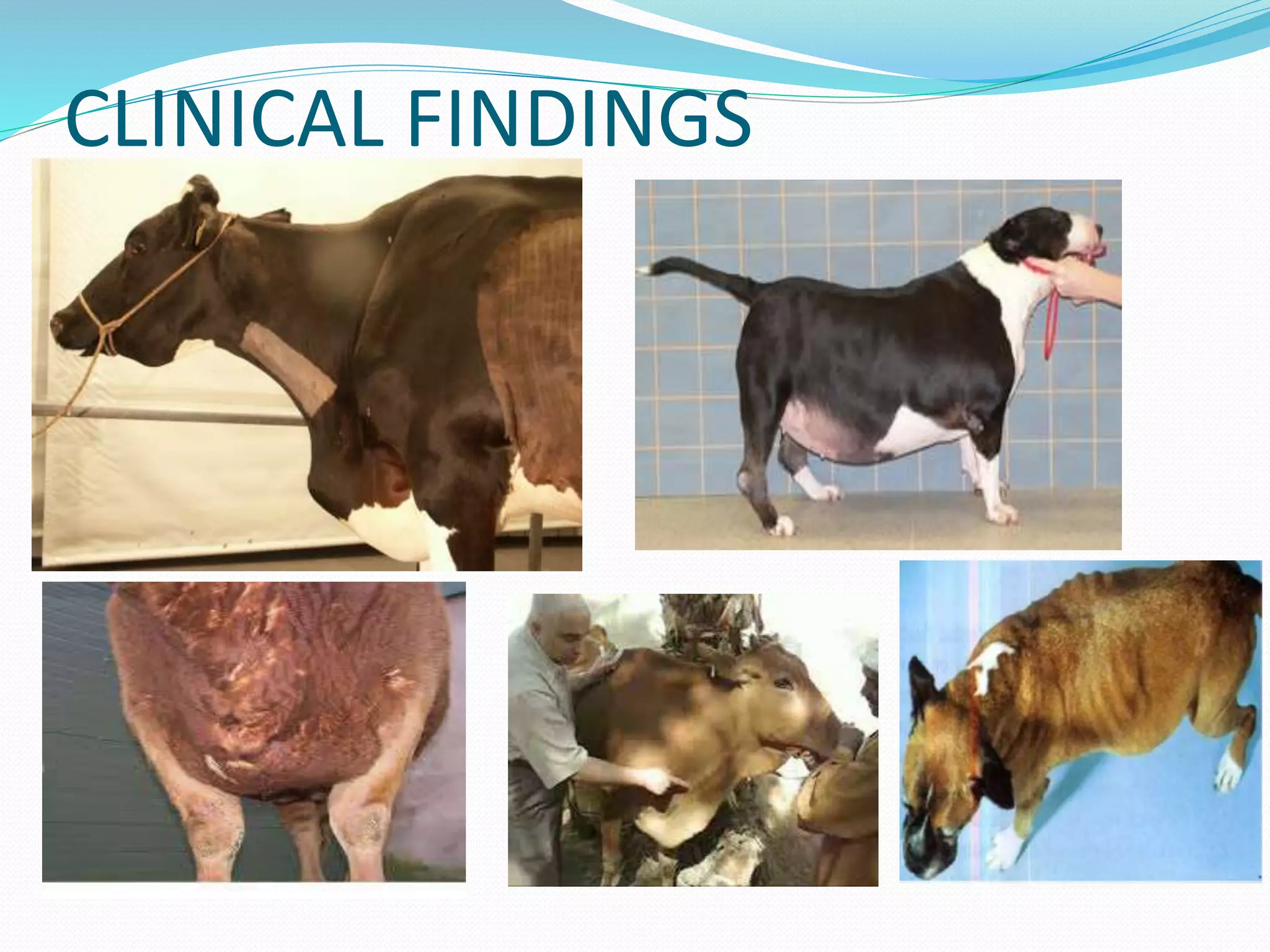 Pericarditis in animals | PPTX