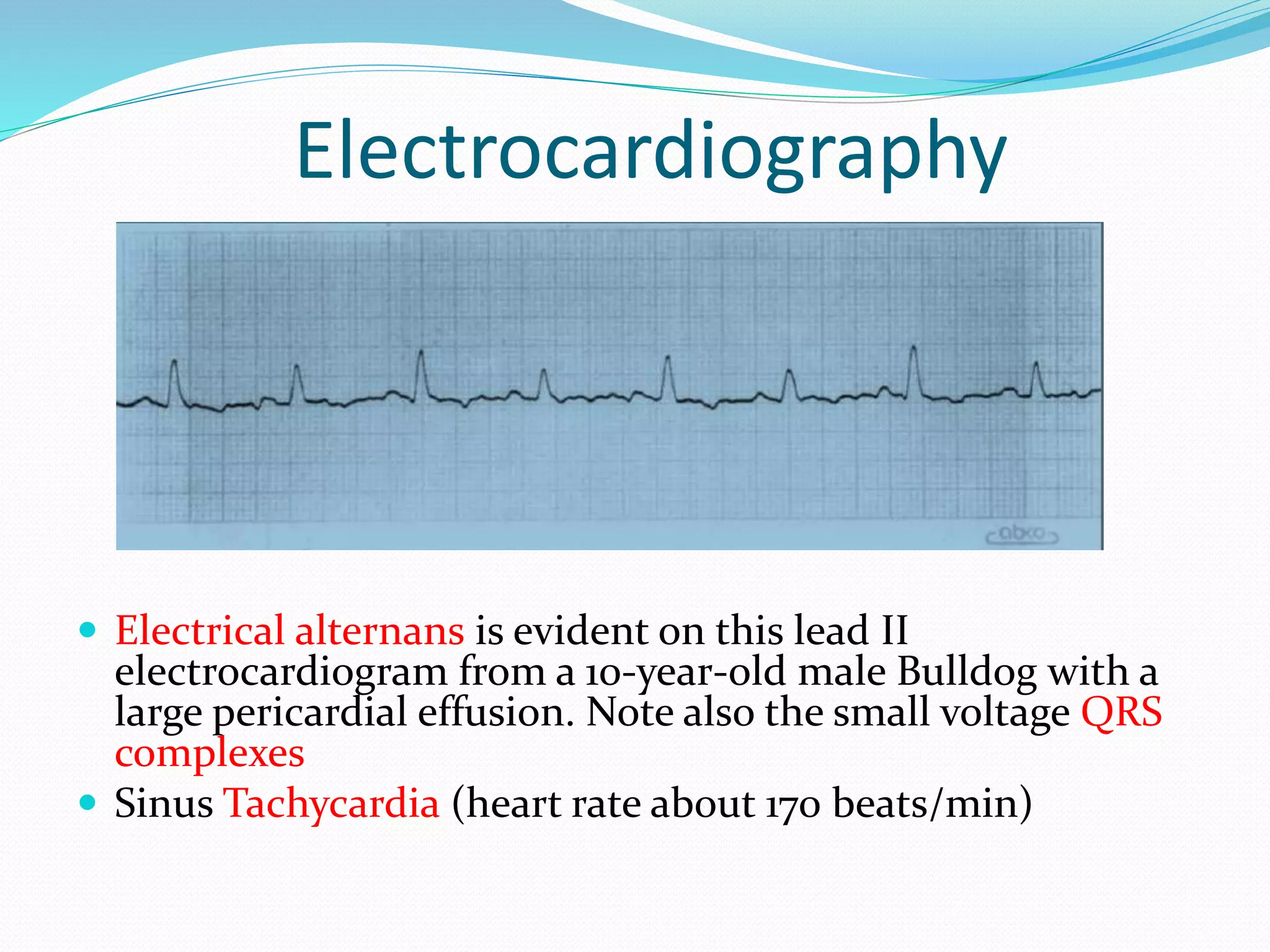 Pericarditis in animals | PPTX