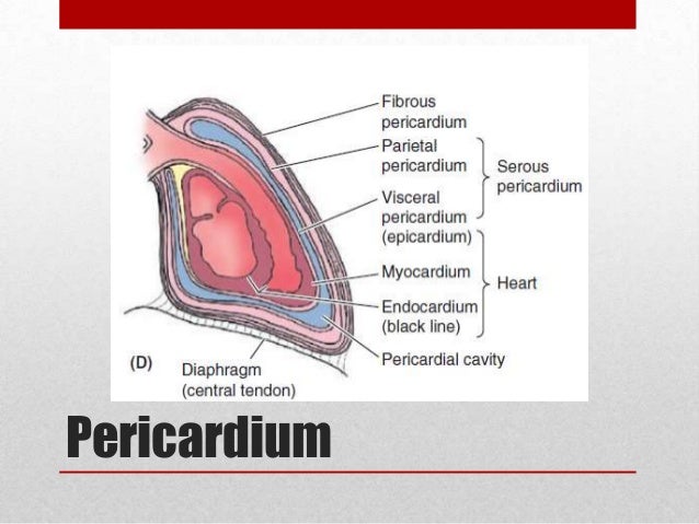 Pericardium